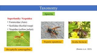 Evolution, Phylogeny and Taxonomy of order Hymenoptera | PPTX