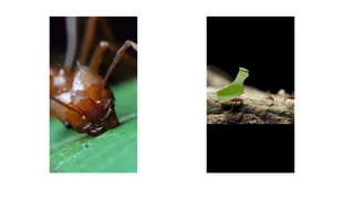 Evolution, Phylogeny and Taxonomy of order Hymenoptera | PPTX