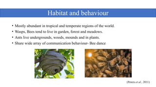 Evolution, Phylogeny and Taxonomy of order Hymenoptera | PPTX