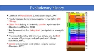 Evolution, Phylogeny and Taxonomy of order Hymenoptera | PPTX