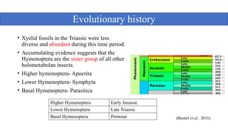 Evolution, Phylogeny and Taxonomy of order Hymenoptera | PPTX
