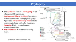 Evolution, Phylogeny and Taxonomy of order Hymenoptera | PPTX