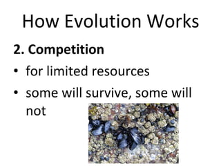 Evolution powerpoint | PPT
