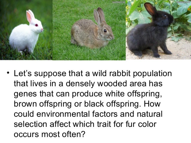 Evolution powerpoint!