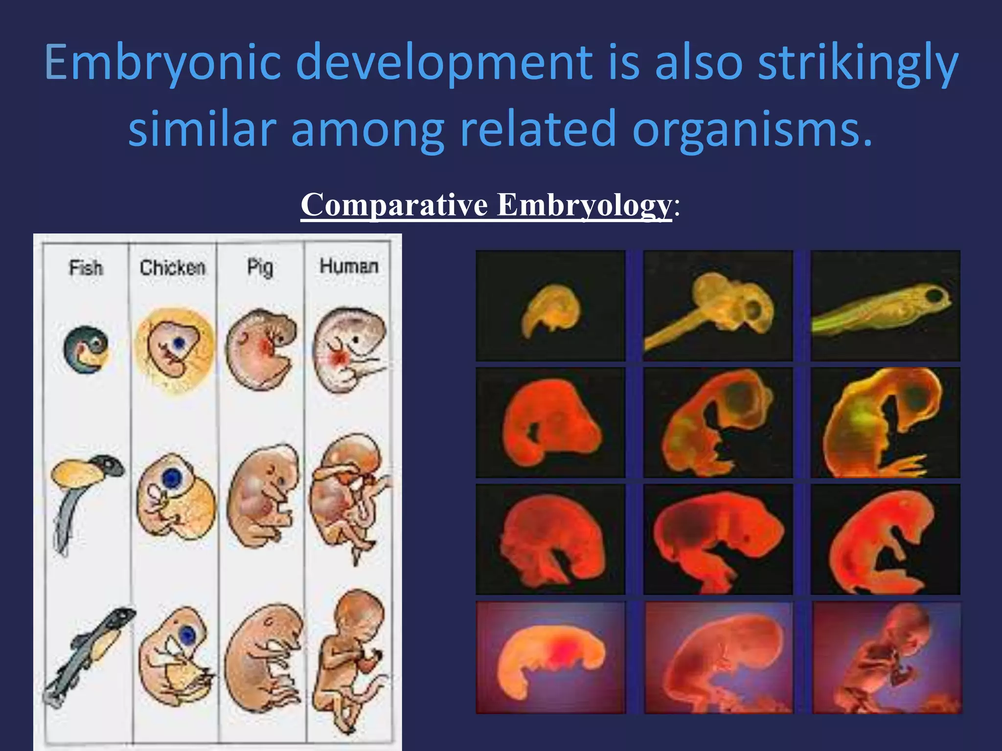 Evolution Presentation | PPTX
