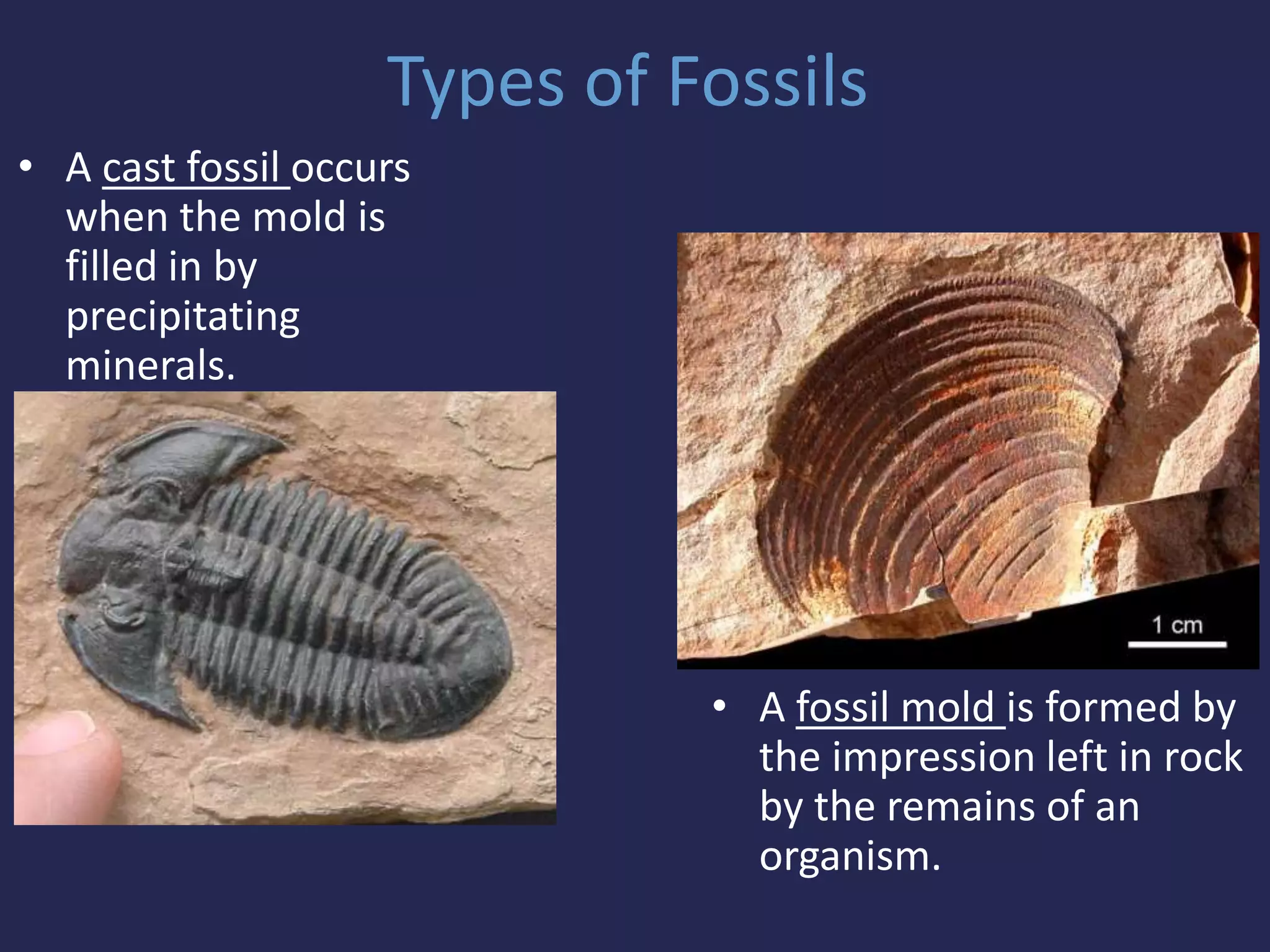 Evolution Presentation | PPTX