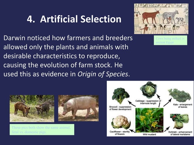 Evolution Presentation | PPTX