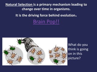 Evolution Presentation | PPTX
