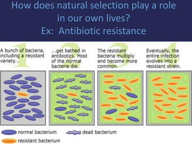 Evolution Presentation | PPTX