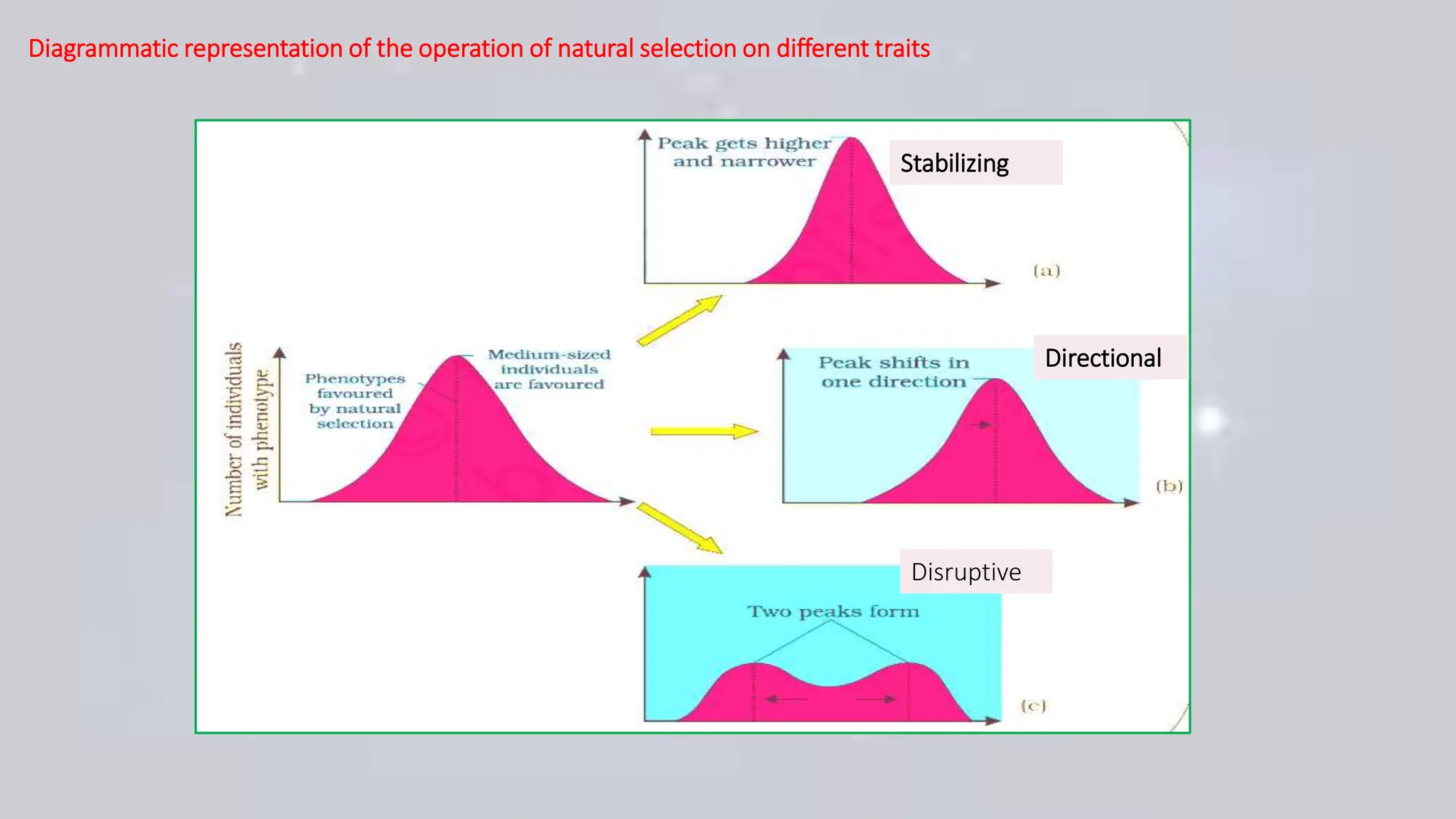 EVOLUTION Class XII Biology based on NCERT text book .pptx