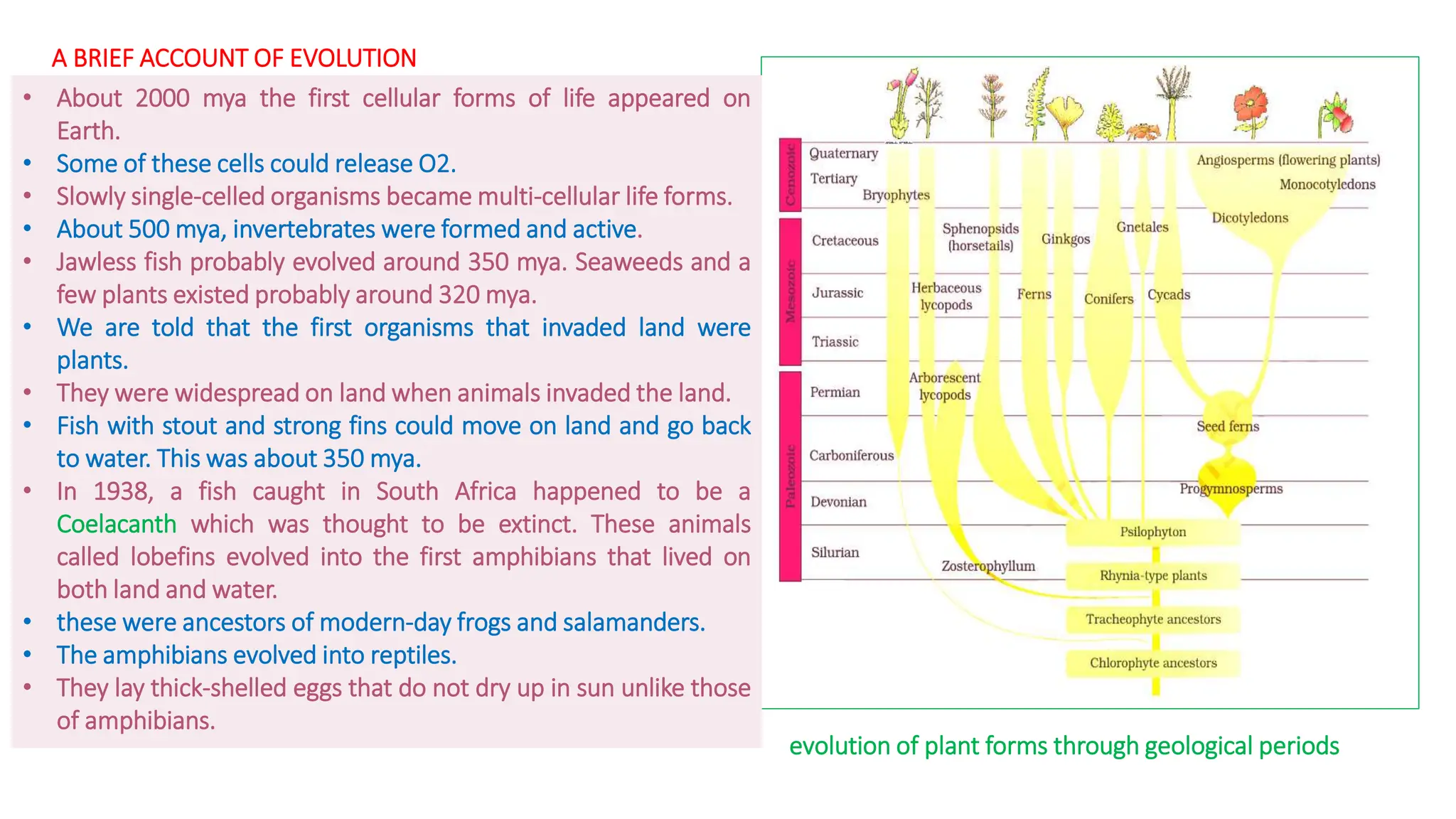 EVOLUTION Class XII Biology based on NCERT text book .pptx