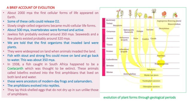EVOLUTION Class XII Biology based on NCERT text book .pptx | Genetics ...