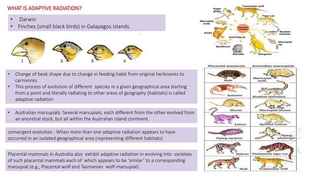 EVOLUTION Class XII Biology based on NCERT text book .pptx | Genetics ...