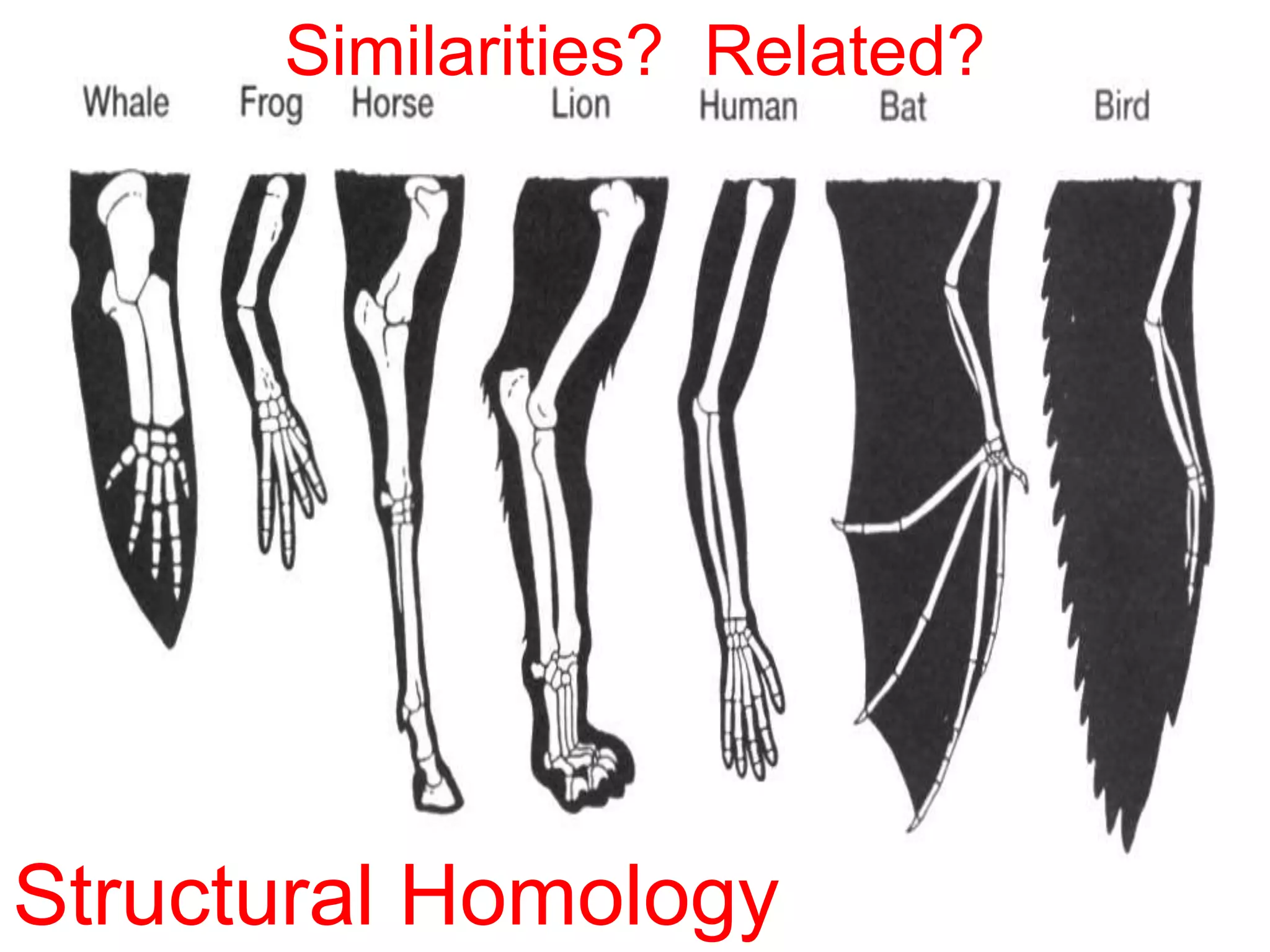 Evolution Presentation: Homology | PPTX