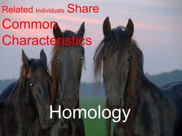 Evolution Presentation: Homology | PPT