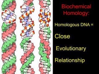 Evolution Presentation: Homology | PPTX | Biological Sciences | Science
