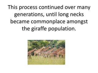 Evolution made easy | PPT