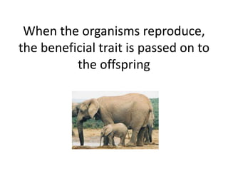 Evolution made easy | PPTX