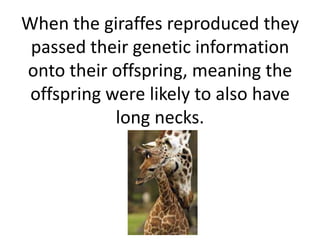 Evolution made easy | PPT