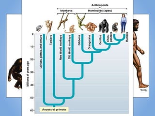Evolution and genetics review presentation AP 2020 | PPTX
