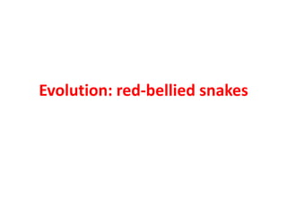 Evolution red bellied snakes | PPTX