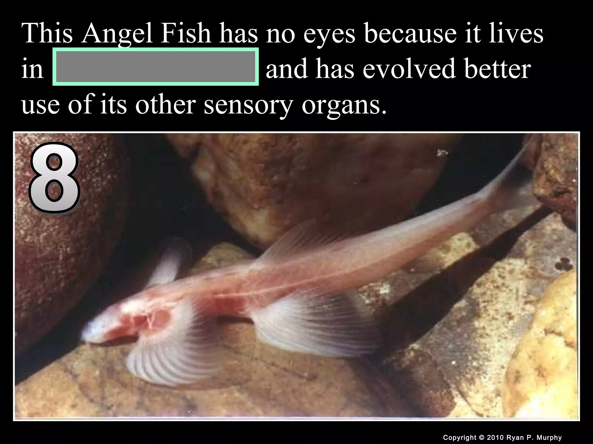 Evolution, Natural Selection PowerPoint Quiz, Game, Biology and Darwin ...