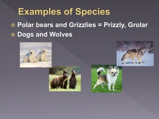 Evolution species to races | PPTX