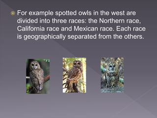 Evolution species to races | PPTX