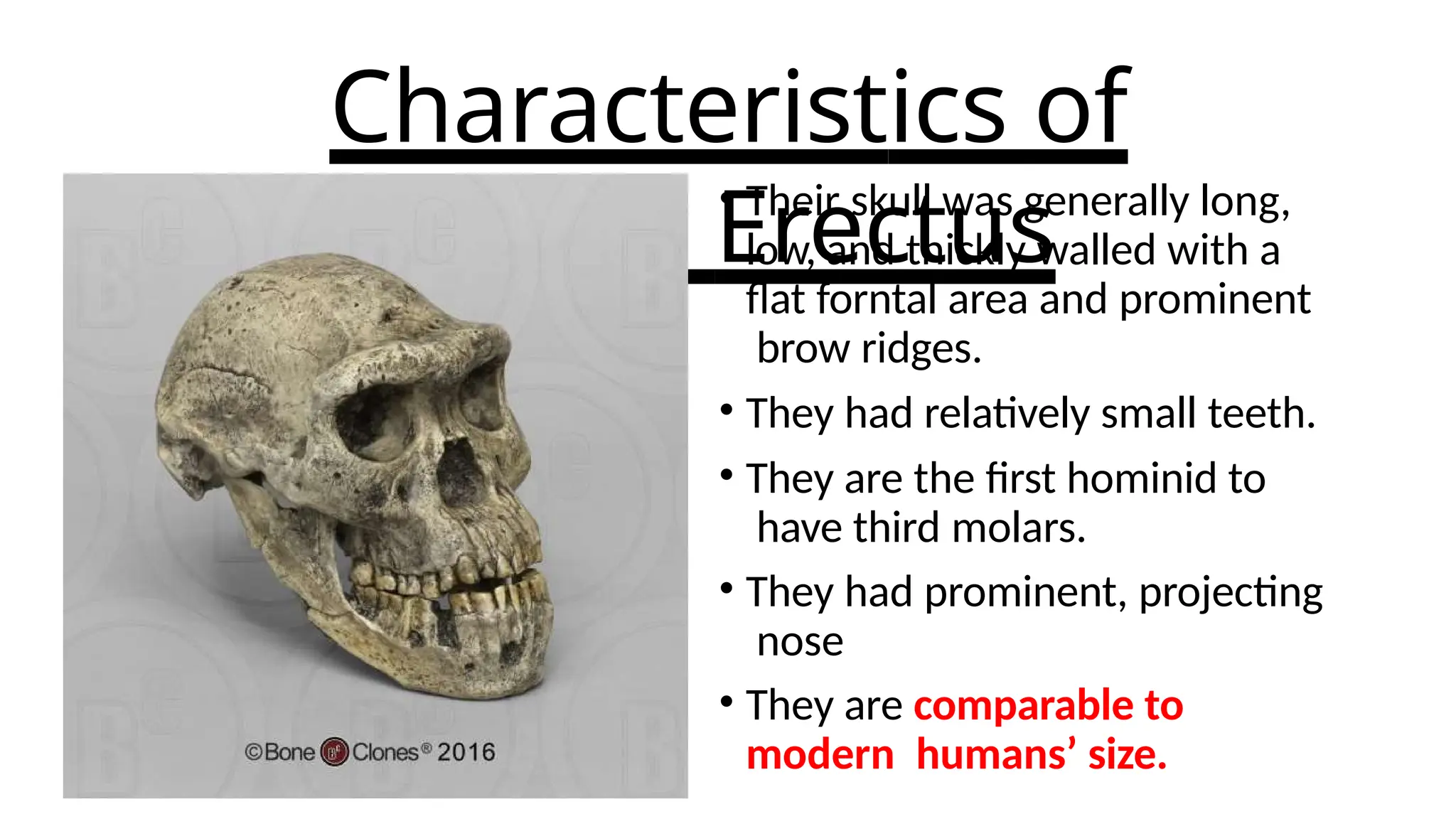 EVOLUTIONSSS.pptxnhkvfjhfhjfhkf,f,jghjfvh | PPTX