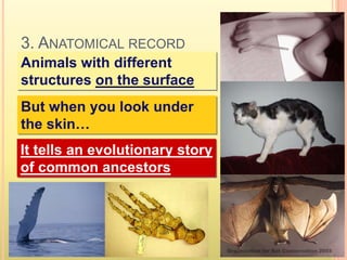 Evolution support | PPTX