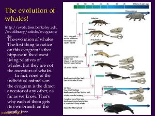 Evolution unit notes | PPT