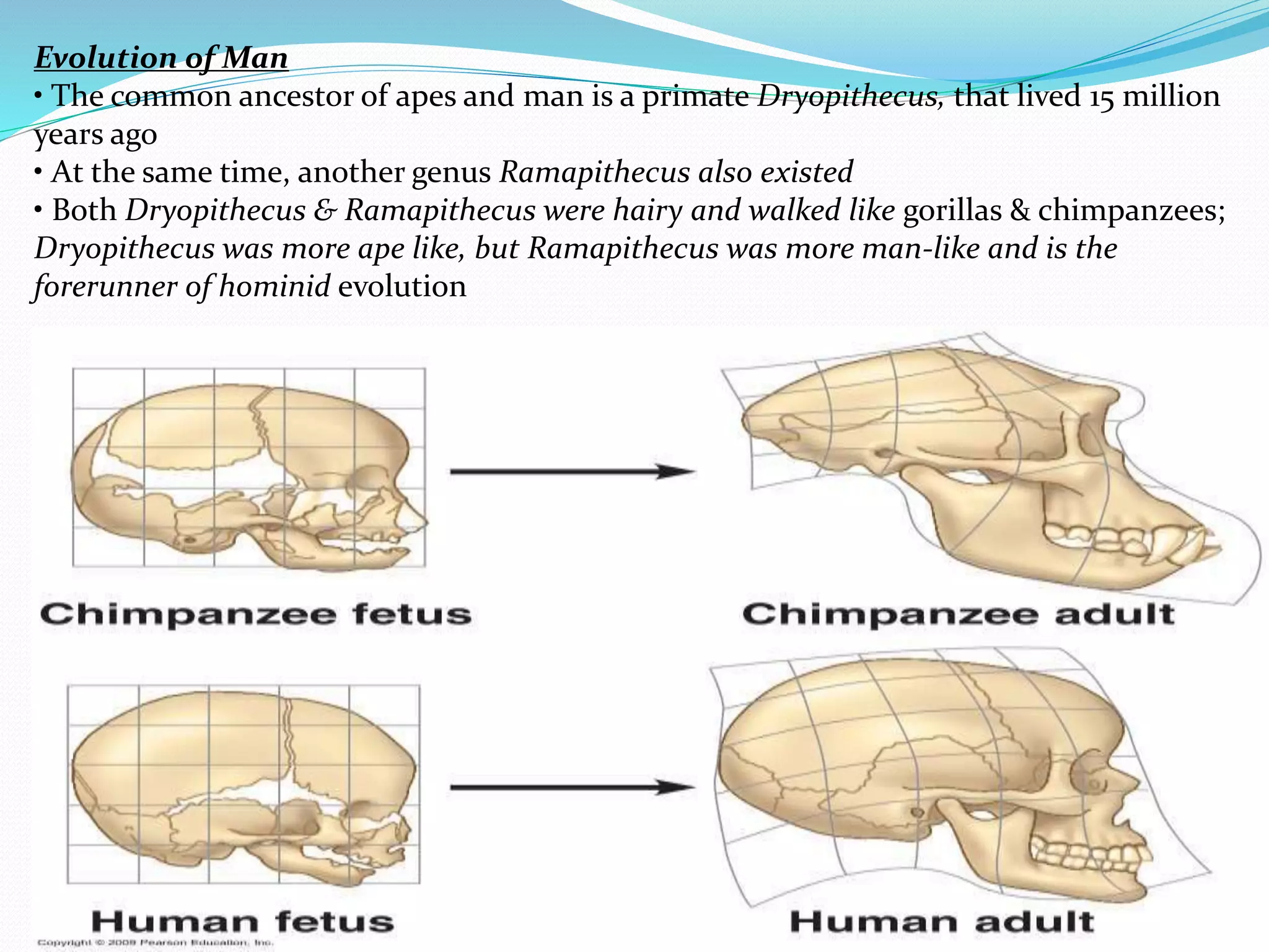 Evolution xii | PPTX