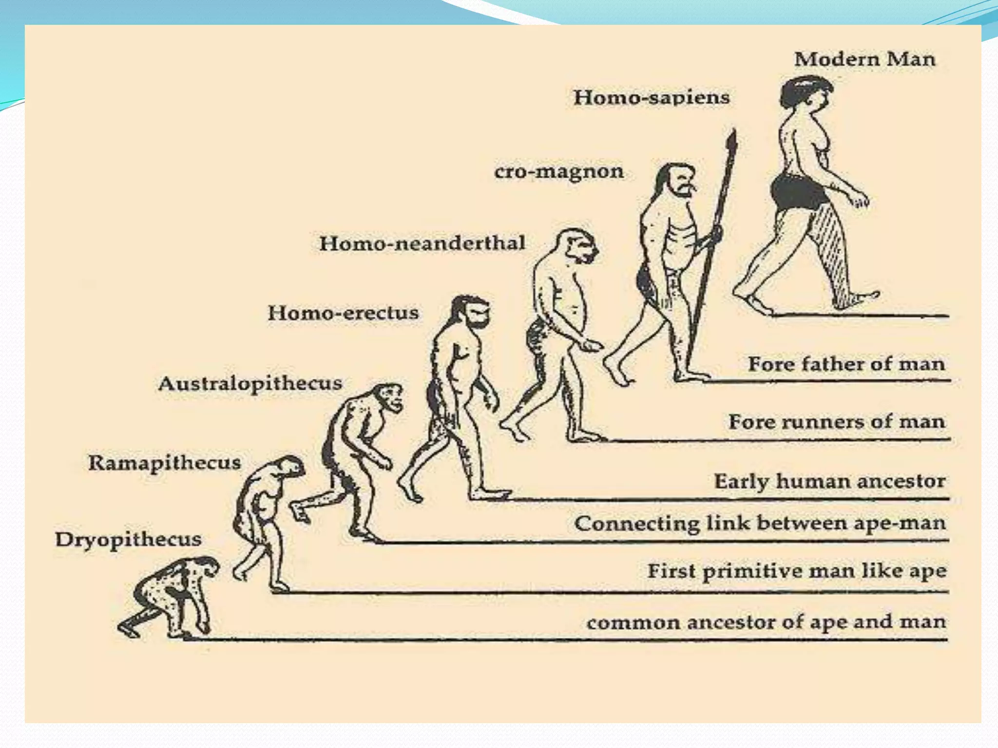 Evolution xii | PPTX