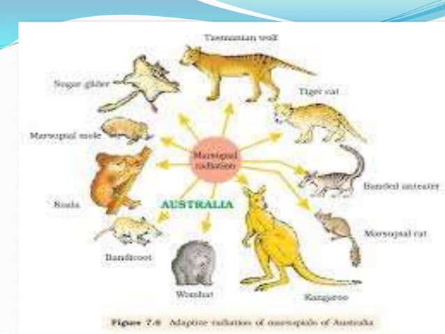 Evolution xii | PPTX