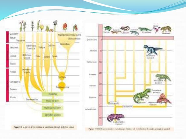 Evolution xii | PPTX