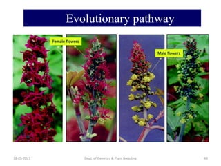 Evoluton of plant sexual diversity | PPTX