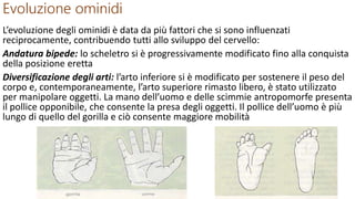 Evoluzione uomo 1 | PPTX