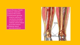 Enfermedad Vascular Periferica Carlos Hernandez CARORA | PPTX