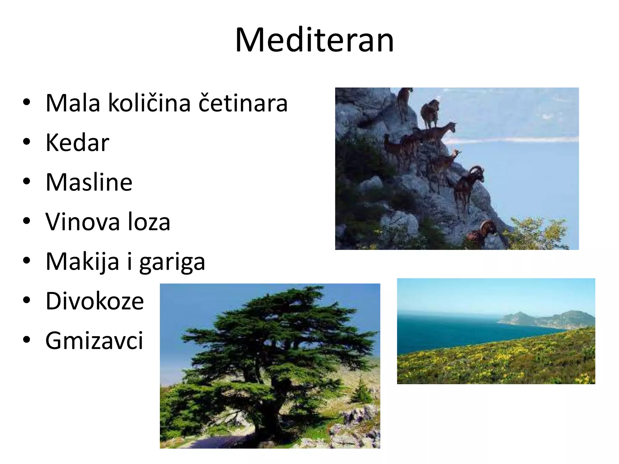 Klima, biljni i životinjski svijet Evrope | PPTX