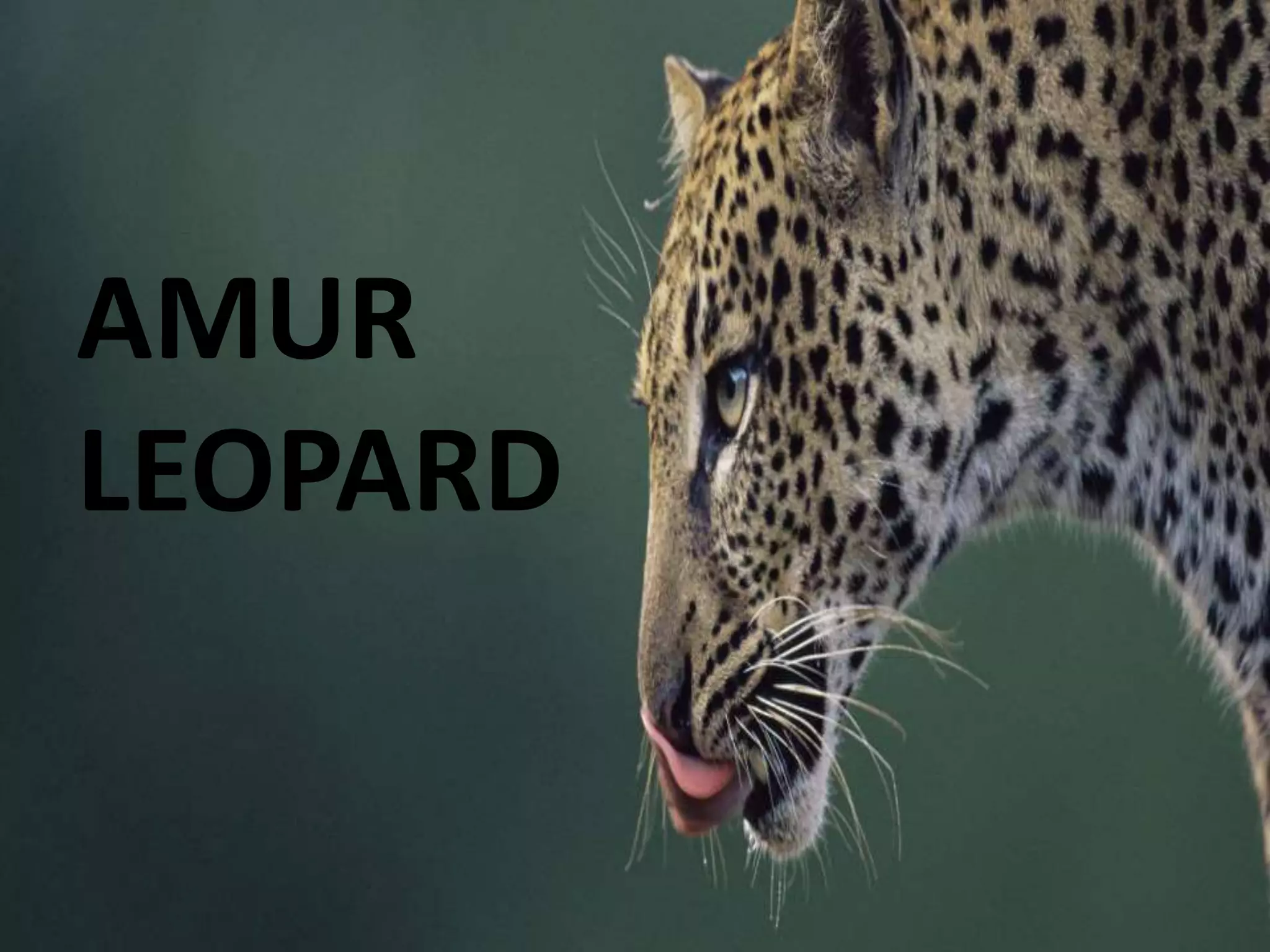 Endangered, critically endangered, endemic, vulnerable species | PPT