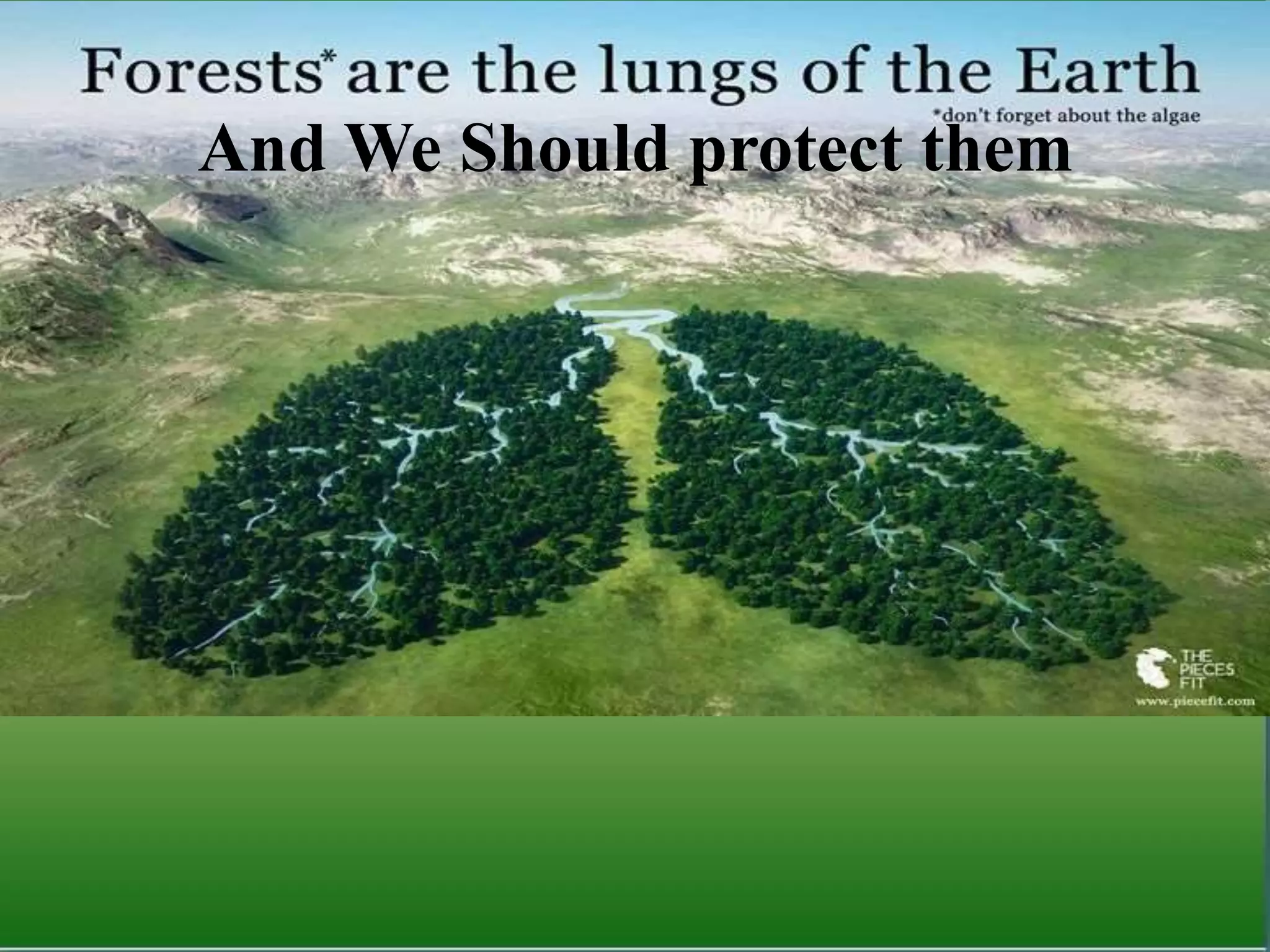 Deforestation- Its Causes and Impacts | PPTX