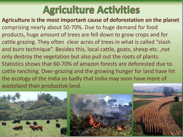 Deforestation- Its Causes and Impacts | PPTX
