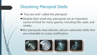 Ocean Acidification | PPTX