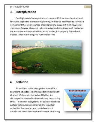 River Ecosystem Project Ideas