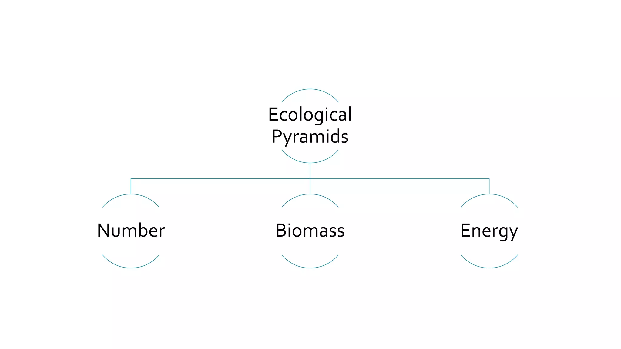 Ecological pyramids | PPT