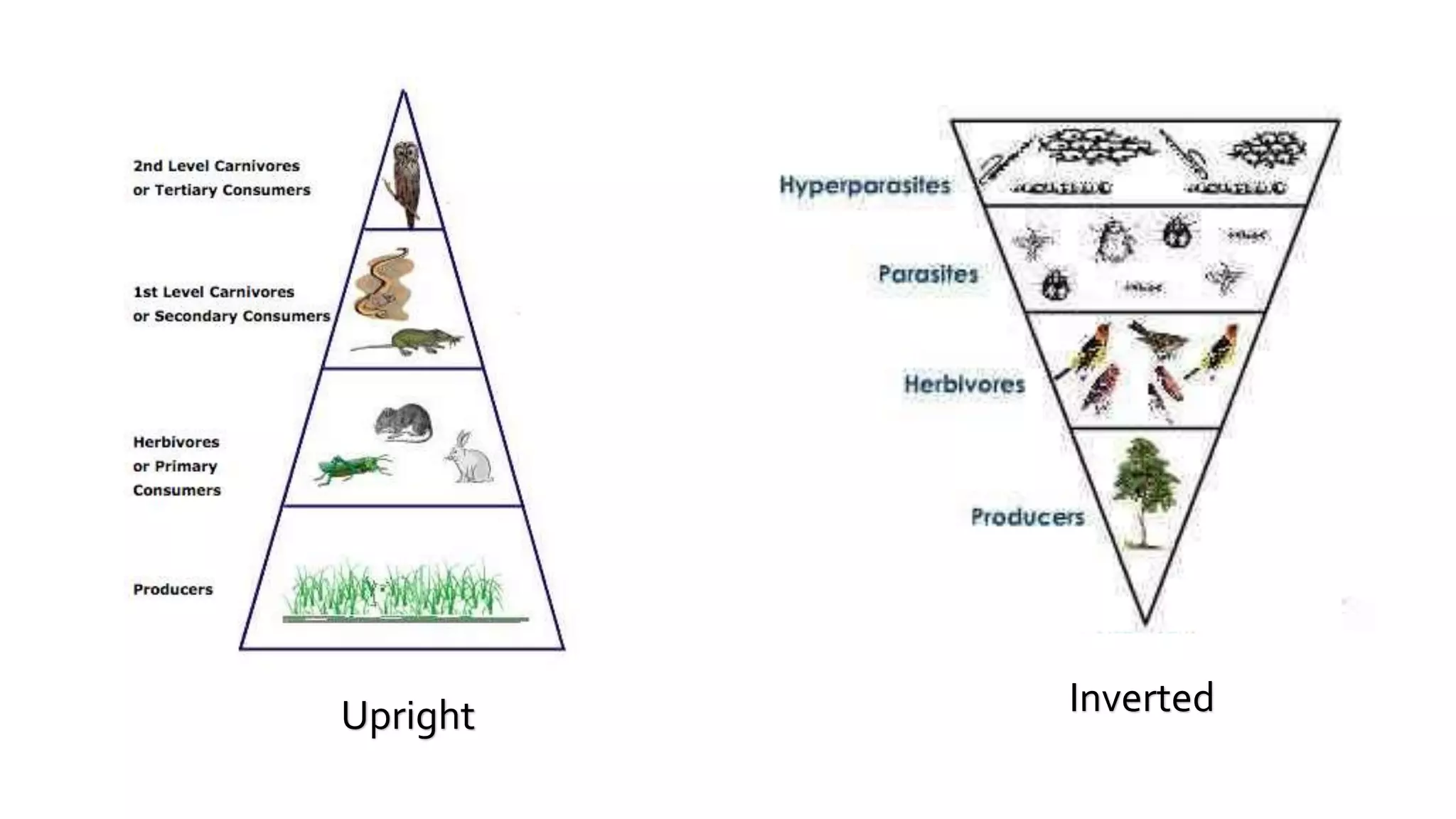 Ecological pyramids | PPT
