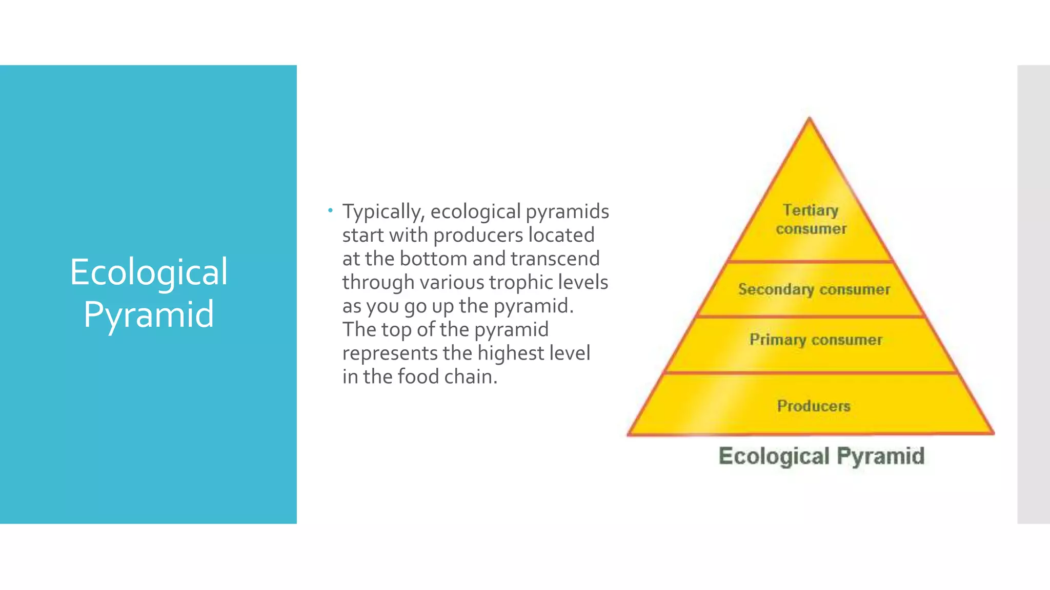 Ecological pyramids | PPT