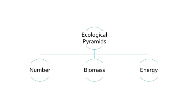 Ecological pyramids | PPT