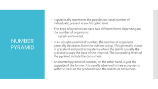 Ecological pyramids | PPT
