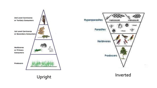 Ecological pyramids | PPT